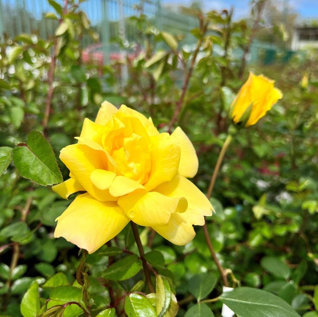 Golden Showers Yellow Climbing Rose Bush, Live Starter Plant, Fragrant ...