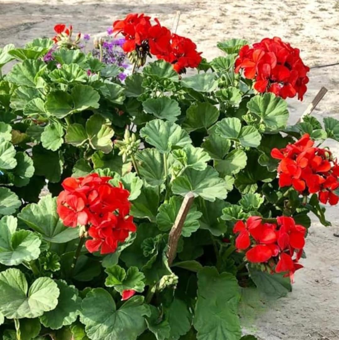 Live Geranium ‘red’ Plant, 4–6" Tall, 4" Pot, Ships Without Pot ...