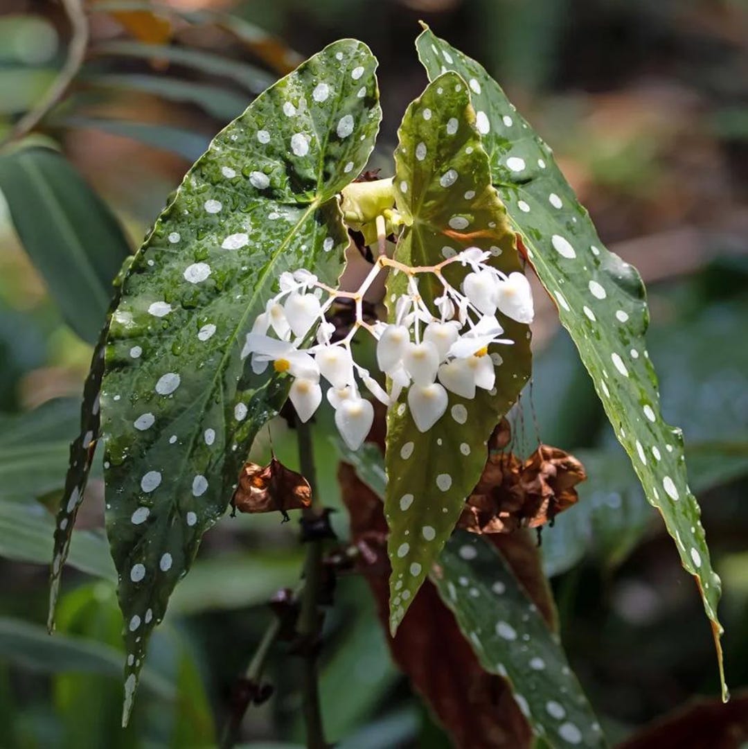 Live Begonia Maculata Polka Dot Angel Wing Plant, 3–6" Tall, Ships No ...