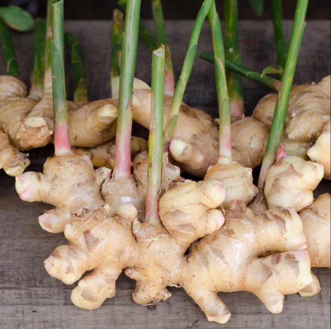 Live Ginger (zingiber Officinale) Plant, 4–8" Tall, 4" Pot, Ships ...