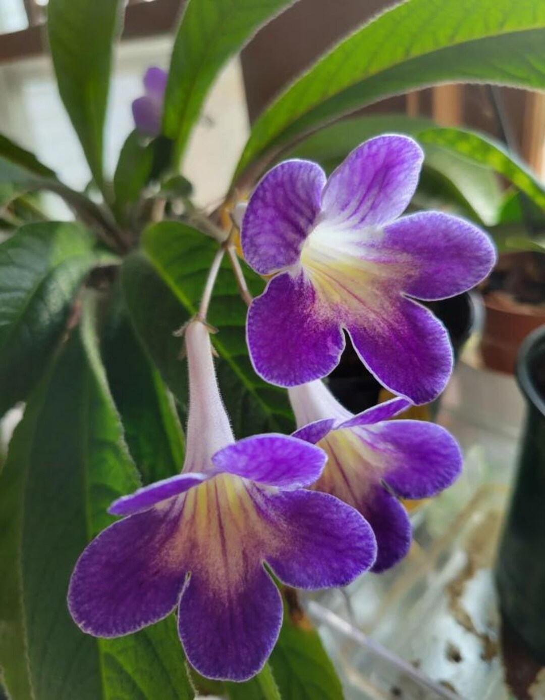 Live Streptocarpus Ladyslipper Azure Plant – Fast Growing Blue Blooming ...