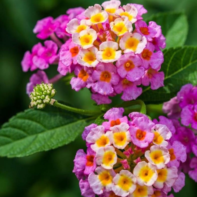 Lantana Pink, Live Starter Plant, Fragrant Pink Flowering Shrub, 3–5 ...