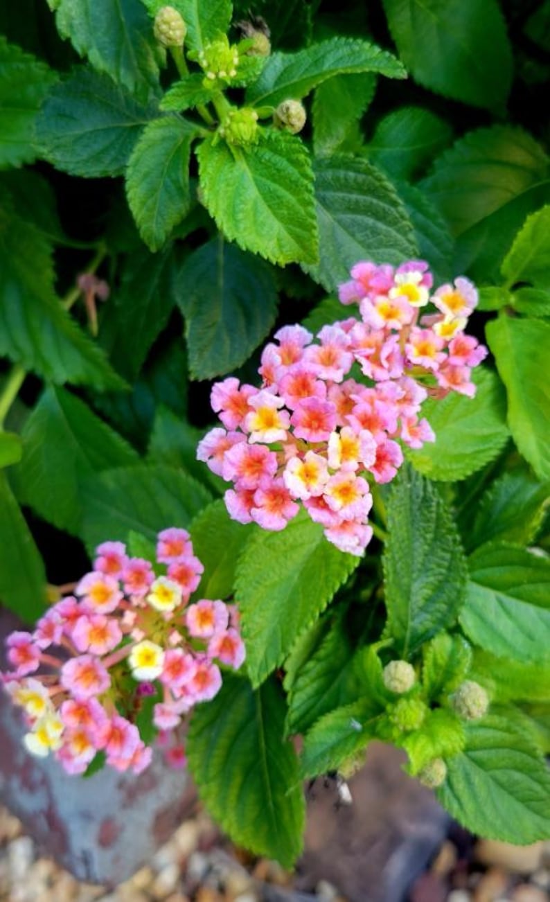 Lantana Pink, Live Starter Plant, Fragrant Pink Flowering Shrub, 3–5 ...