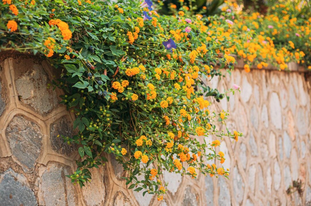 Lantana Trailing Yellow, Live Starter Plant, Fragrant Yellow Trailing ...
