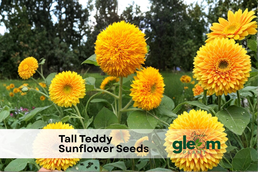 50+ Tall Teddy Sunflower Seeds Giant 6-ft Plants • 10" Fluffy Double ...