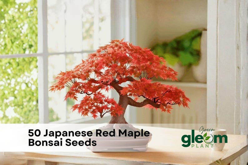 50 Japanese Red Maple Bonsai Seeds | Acer Palmatum - Etsy