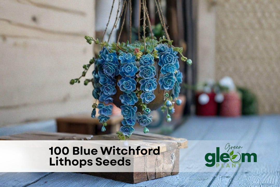 100 Blue Witchford Lithops Seeds | Living Stone Succulent | Rare Cactus ...