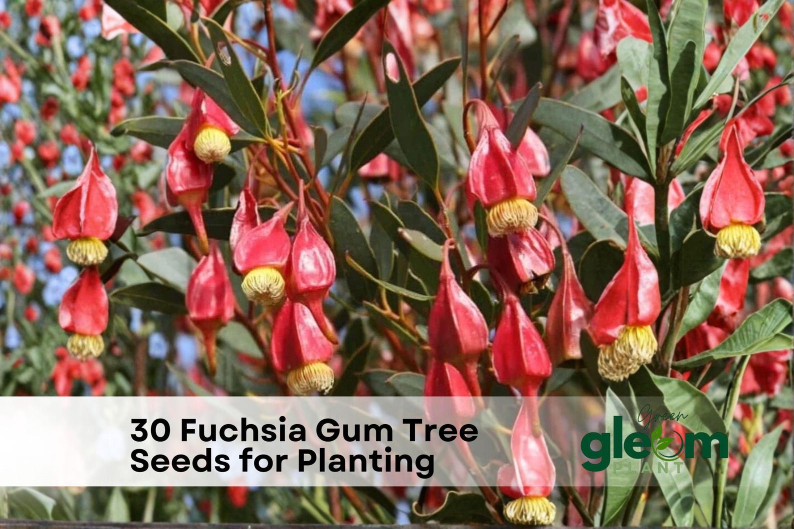 30 Fuchsia Gum Tree Seeds for Planting - Etsy