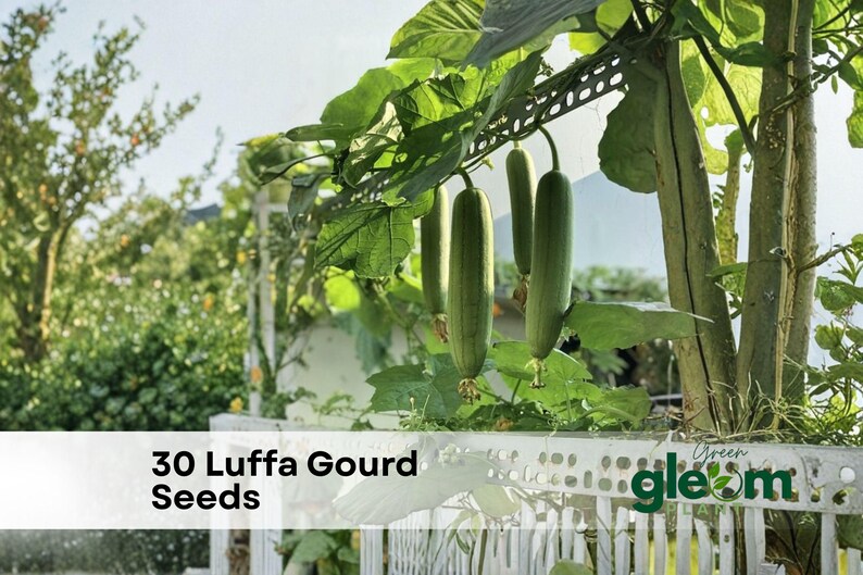 30 Luffa Gourd Seeds | Super Long Loofah | Non-gmo Heirloom Vegetable ...