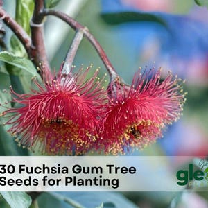 30 Fuchsia Gum Tree Seeds for Planting - Etsy