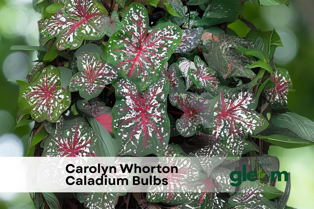 Carolyn Whorton Caladium Bulbs: Pink and Green Shade Plants (6 Pack) - Etsy