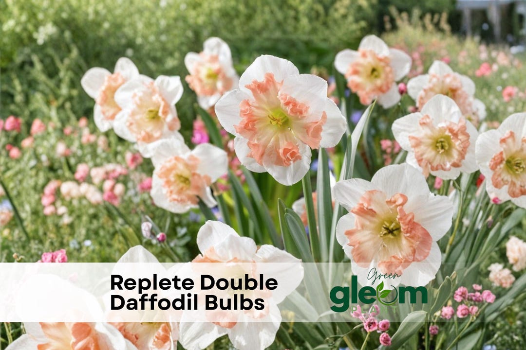 10 Replete Double Daffodil Bulbs: Pink & White Frilled Spring Blooms - Etsy