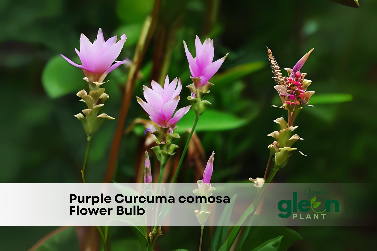 Purple Siam Tulip Bulb | Curcuma Comosa, Tropical Ginger - Etsy