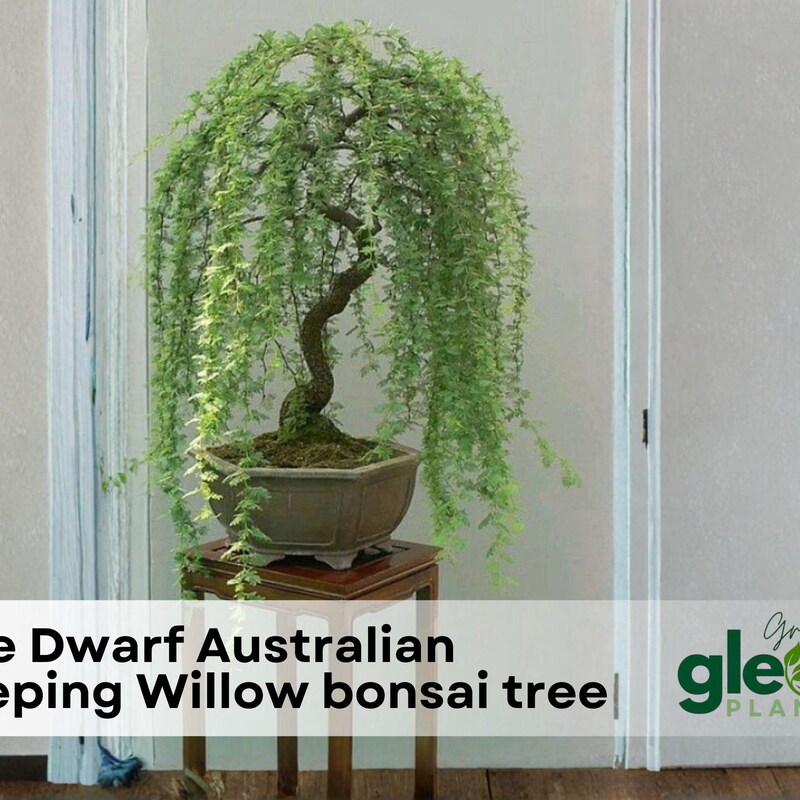 Willow Bonsai Tree - Etsy