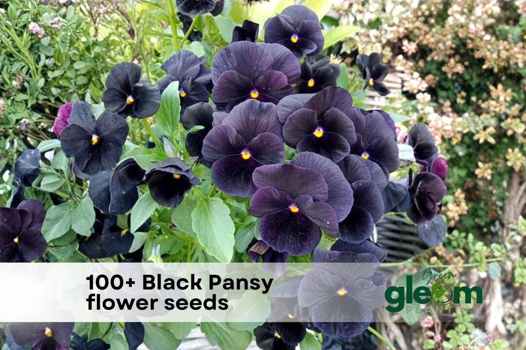 100 Black Pansy Seeds for Planting – Seeds | Dark Flower Garden Seed - Etsy