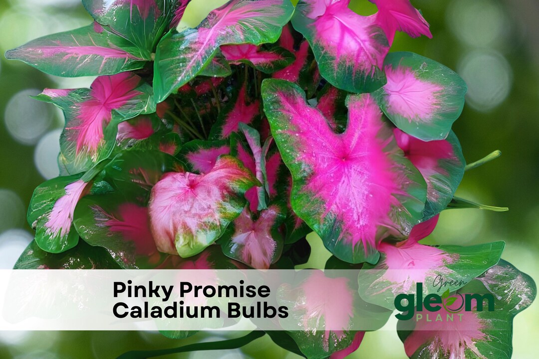 Pinky Promise Caladium Bulbs (6 Pack): Pink & Green Foliage, Shade ...