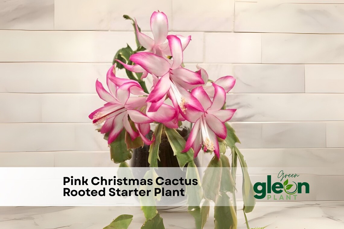 Light Pink Christmas Cactus Starter Plant - Dark Pink Edge Blooms - Etsy