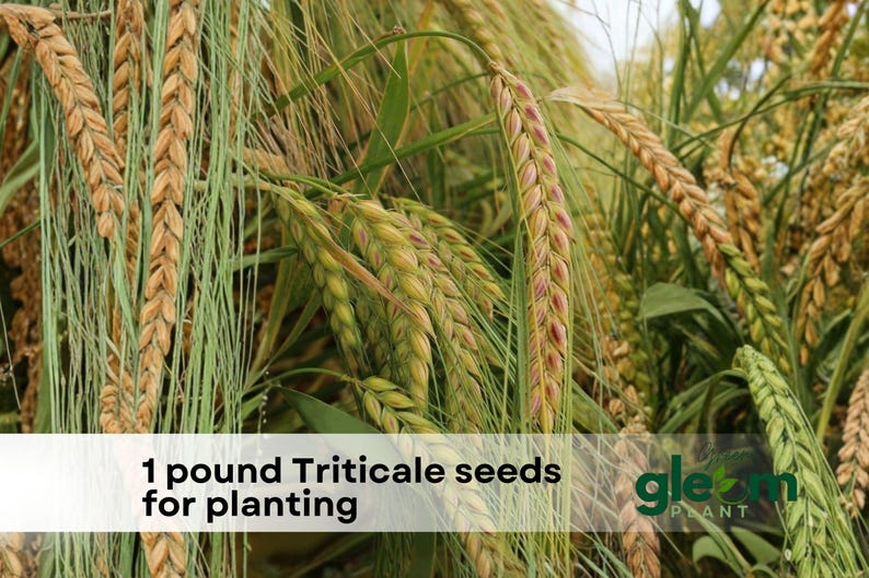 1 Pound Triticale Seeds for Planting – Hardy Hybrid Grain for Cover ...