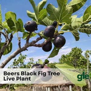 Beers Black Fig Tree | Live Ficus Carica Plant - Etsy