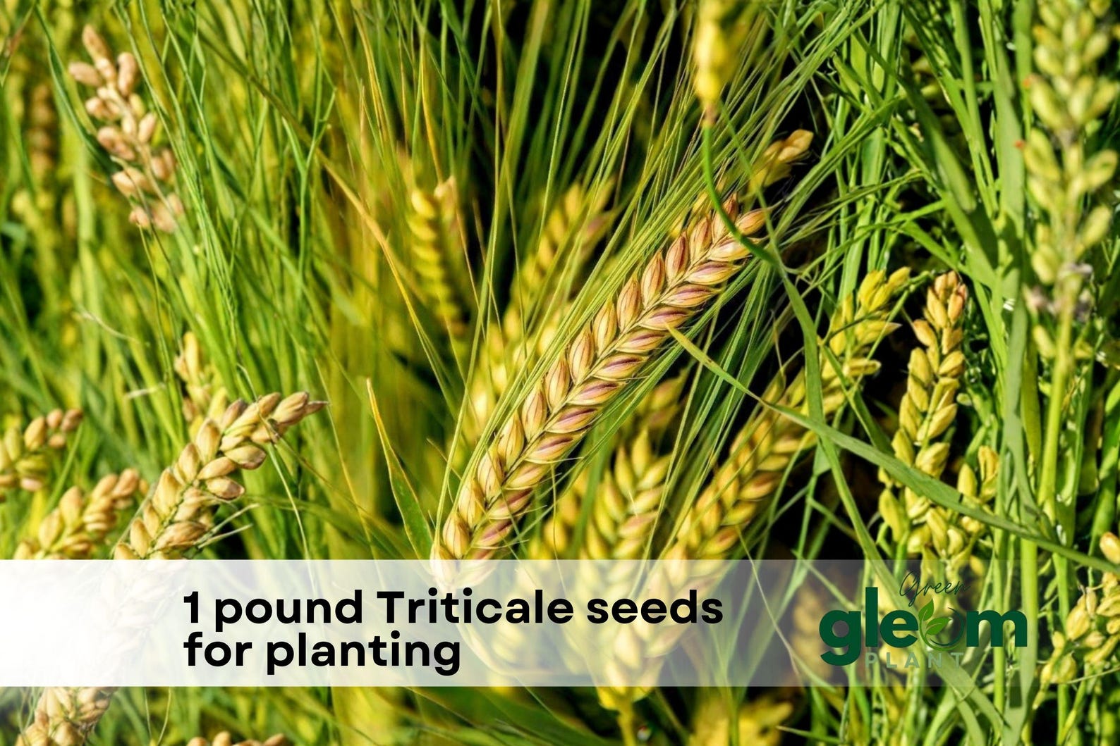 1 Pound Triticale Seeds for Planting – Hardy Hybrid Grain for Cover ...