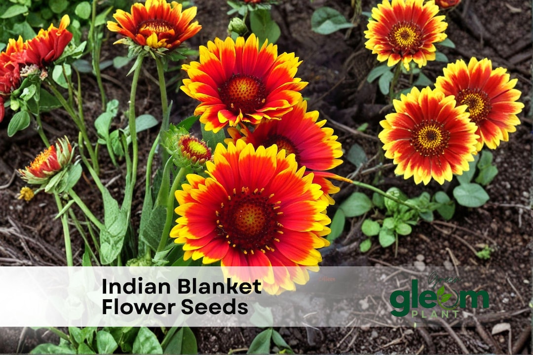 600+ Indian Blanket Flower Seeds | Gaillardia Pulchella | Heirloom Non ...