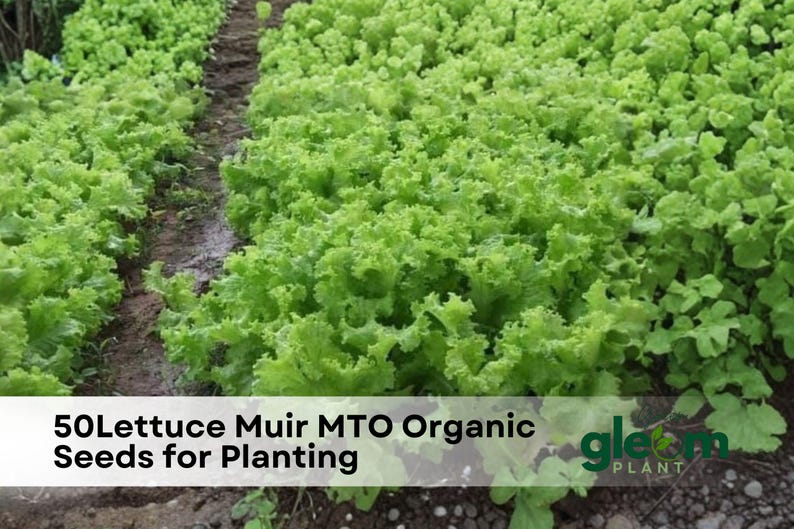 50 Muir Lettuce Seeds | Organic Heirloom Romaine - Etsy
