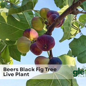 Beers Black Fig Tree | Live Ficus Carica Plant - Etsy