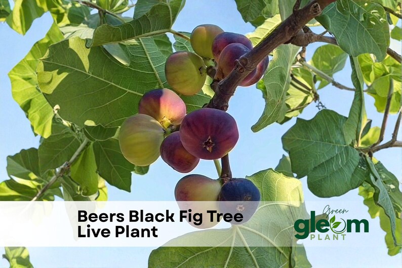 Beers Black Fig Tree | Live Ficus Carica Plant - Etsy