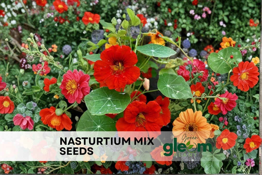 60+ Nasturtium Mix Seeds | Heirloom Edible Flowers • Easy to Grow ...
