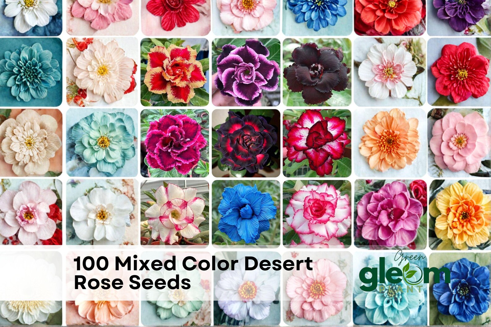 100 Mixed Color Desert Rose Seeds | Adenium Obesum - Etsy