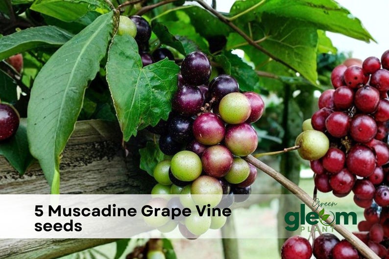 5 Muscadine Grape Vine Seeds for Planting –seeds - Etsy
