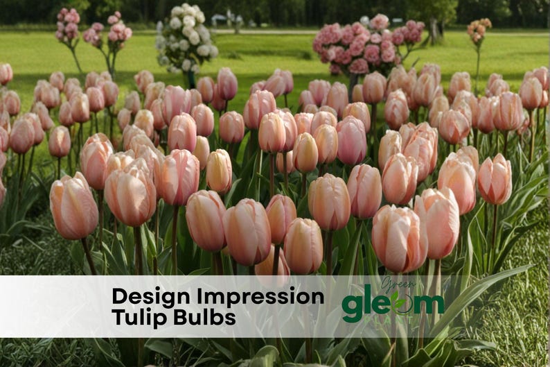 5 Design Impression Tulip Bulbs for Planting – Soft Pink and Salmon ...