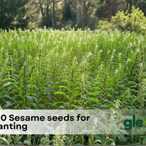 200 Sesame Seeds for Planting - Etsy