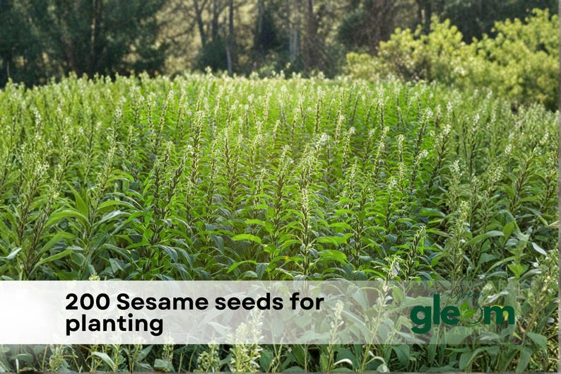 200 Sesame Seeds for Planting - Etsy