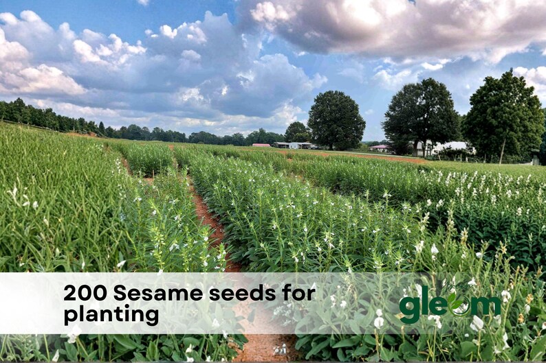 200 Sesame Seeds for Planting - Etsy