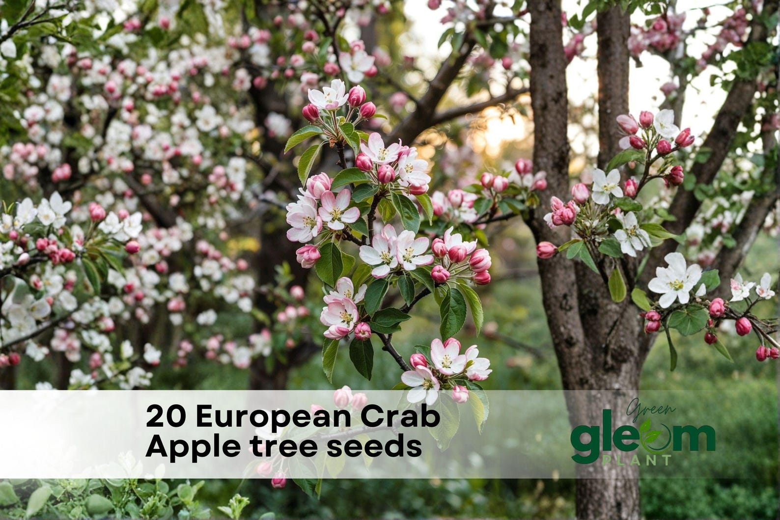 European Crab Apple Tree Seeds for Planting – 20 Seeds | Malus ...