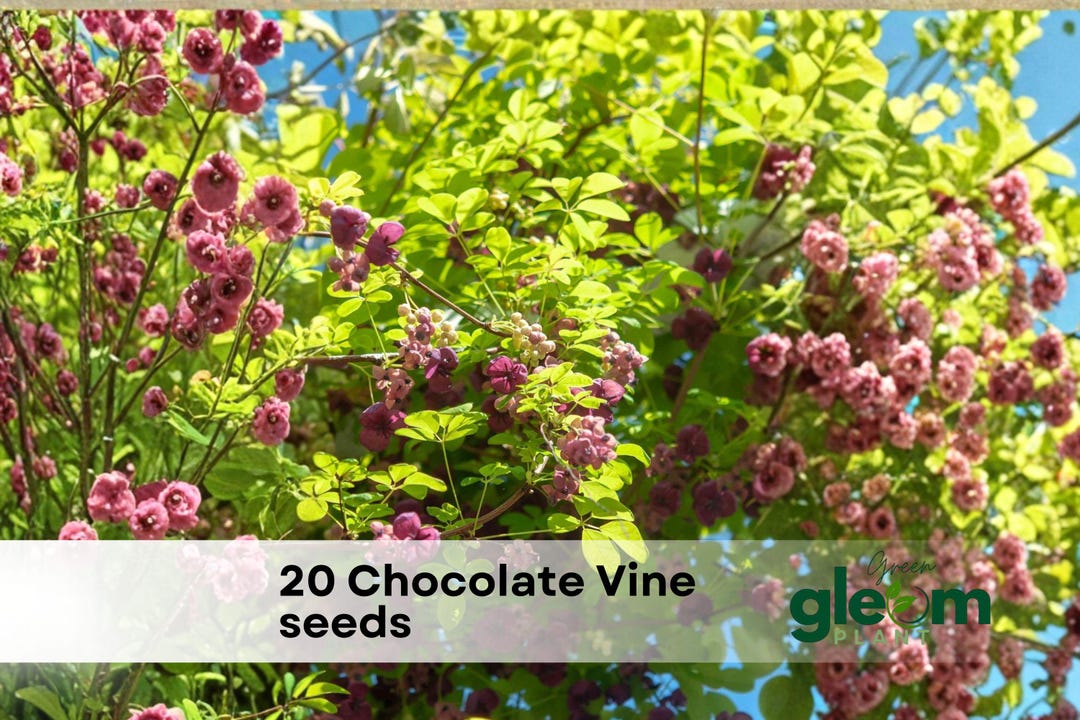 Chocolate Vine Seeds for Planting – 20 Seeds | Akebia Quinata Five Leaf ...