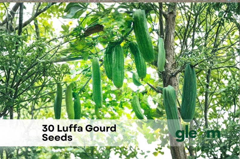 30 Luffa Gourd Seeds | Super Long Loofah | Non-gmo Heirloom Vegetable ...