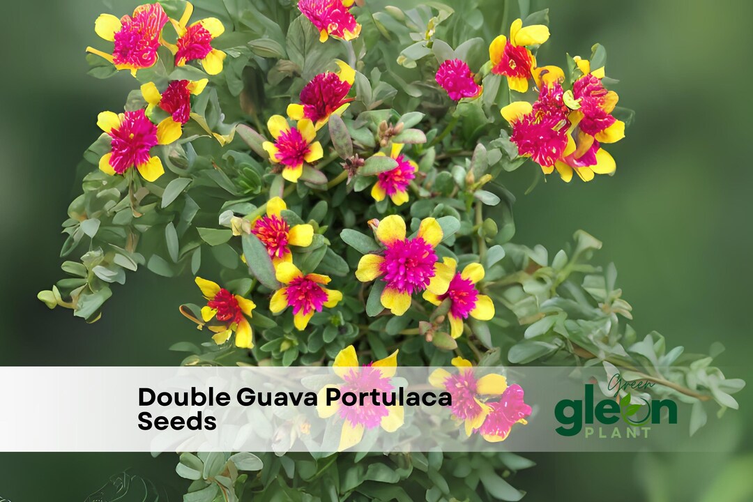 Double Guava Portulaca Seeds: Edible Succulent Flower Seeds - Etsy