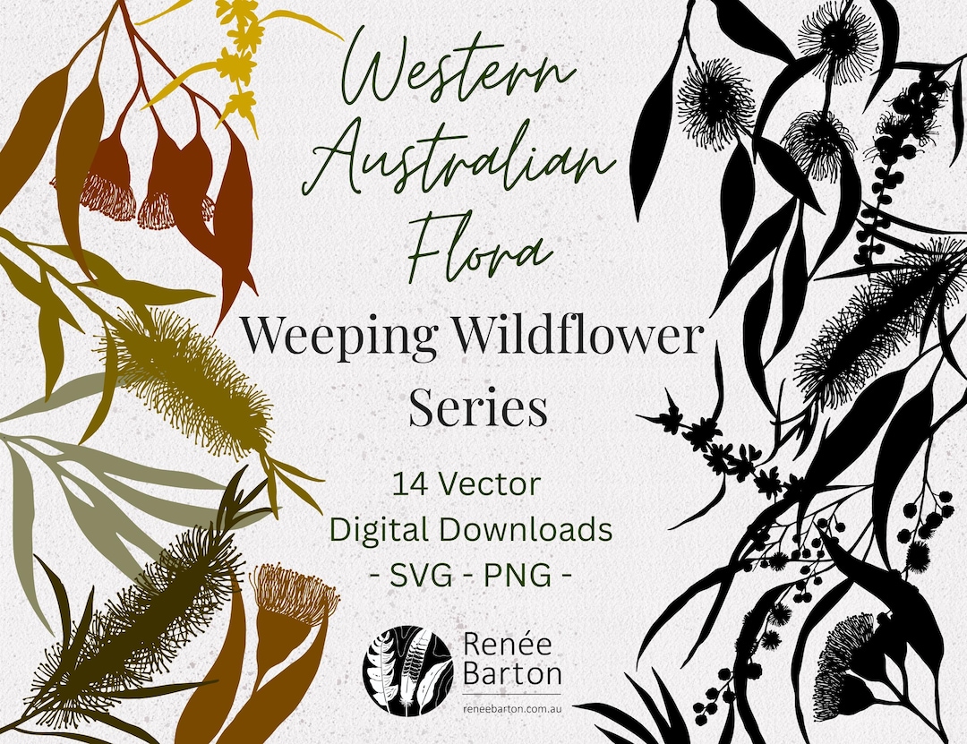 Western Australian Native Weeping Flora Graphics: PNG & SVG Botanical ...