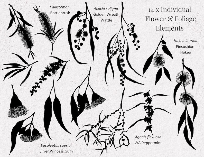 Western Australian Native Weeping Flora Graphics: PNG & SVG Botanical ...