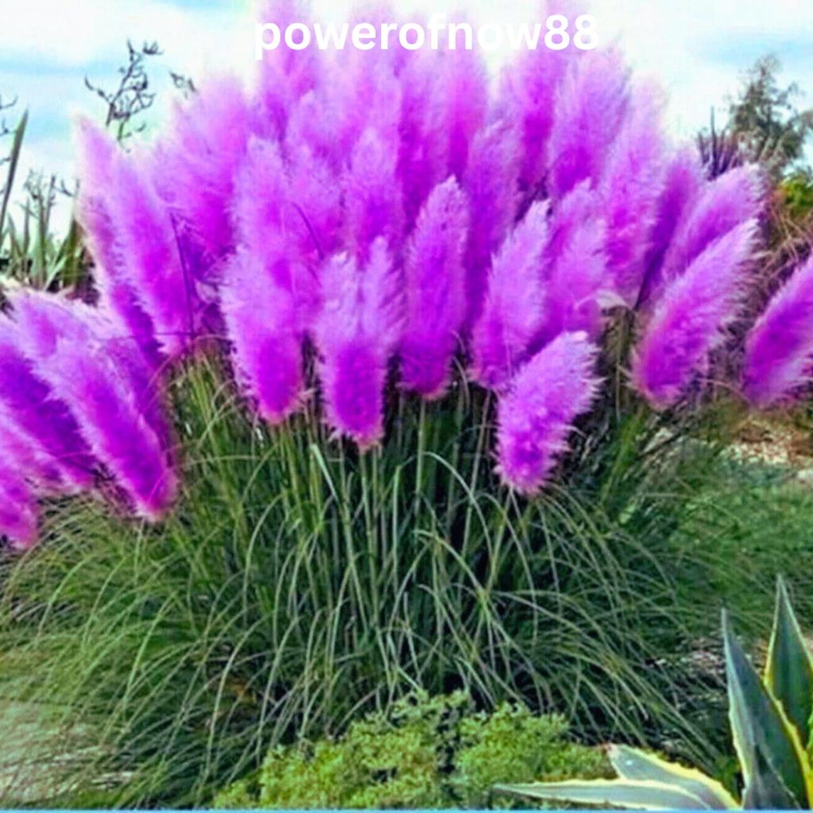 Purple Pampas Grass Perennial Flowering Ornimental Grasses 200 Seeds - Etsy