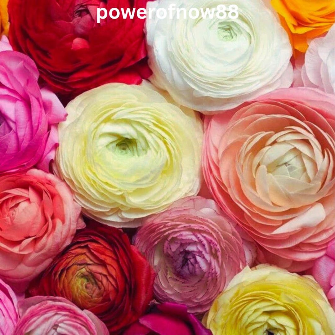 Ranunculus Double Bloom Buttercups Mixed Colorful Spring Perennial 60 ...