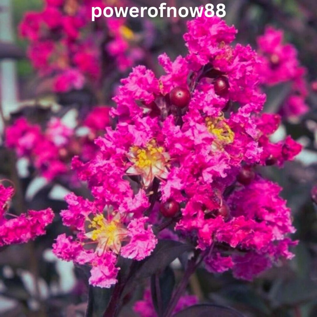 50 Seeds PINK BUCKWHEAT Takane Ruby Flower Fagopyrum - Etsy