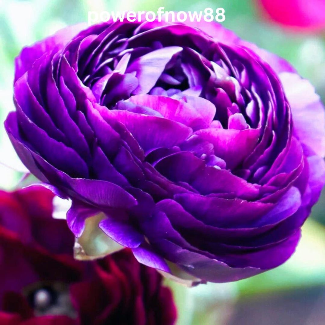 PURPLE Ranunculus Double Bloom Buttercups Vibrant Spring Flowers 50 ...