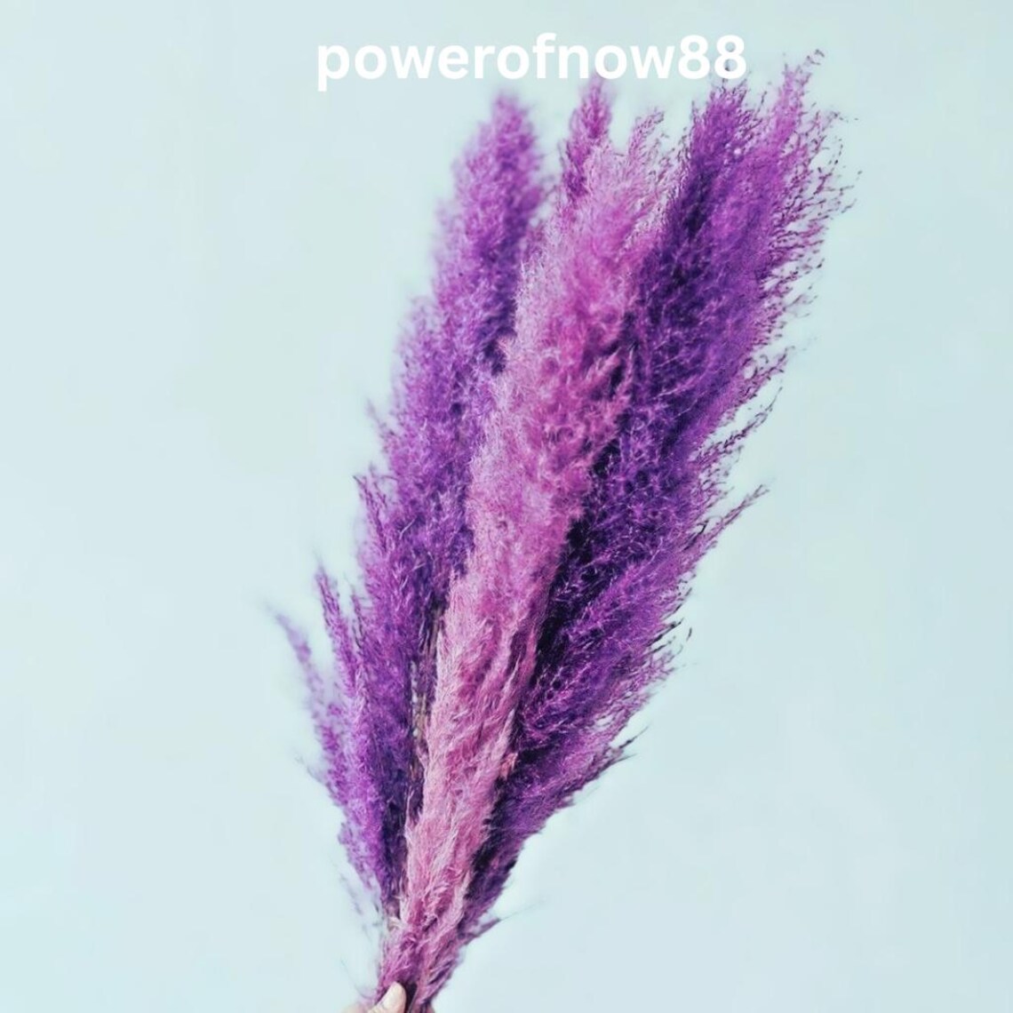 Purple Pampas Grass Perennial Flowering Ornimental Grasses 200 Seeds - Etsy