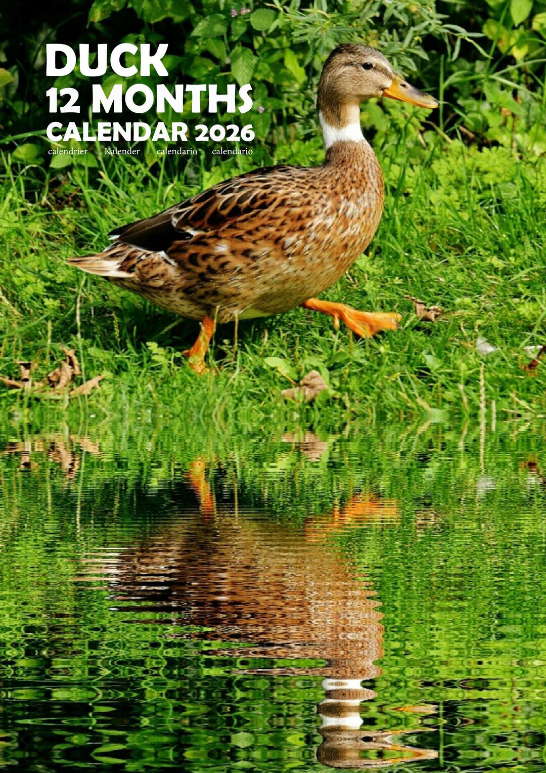 Ducks 2026 A3 Wall Calendars - Etsy