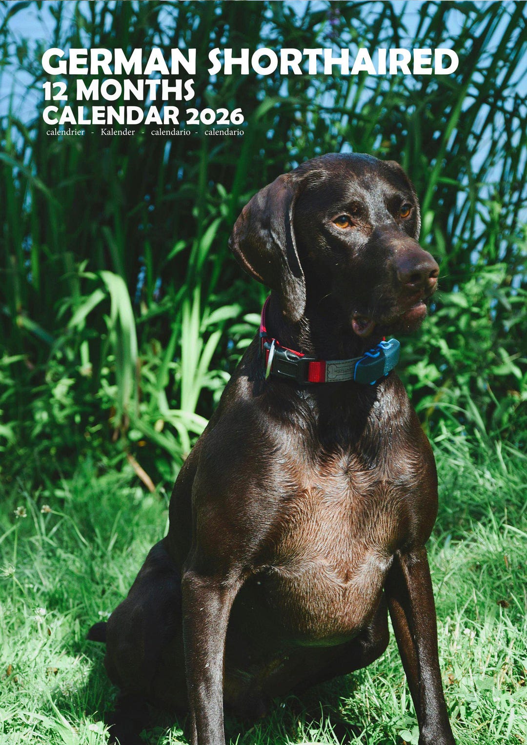 German Shorthaired Pointer 2026 A3 Wall Calendars - Etsy