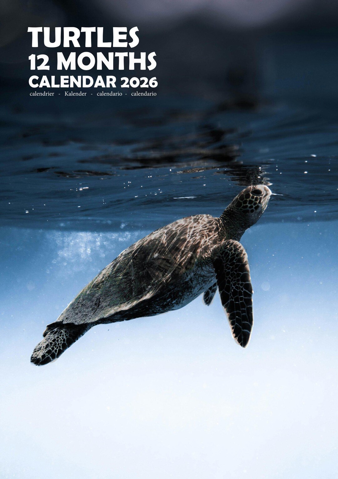 Turtles 2026 A3 Wall Calendars - Etsy