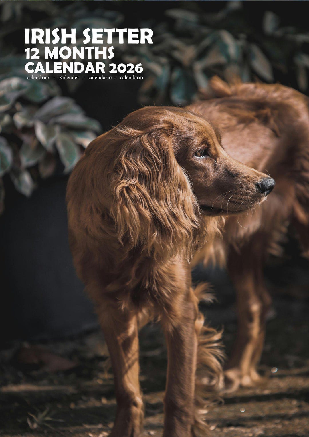 Irish Setter 2026 A3 Wall Calendars - Etsy
